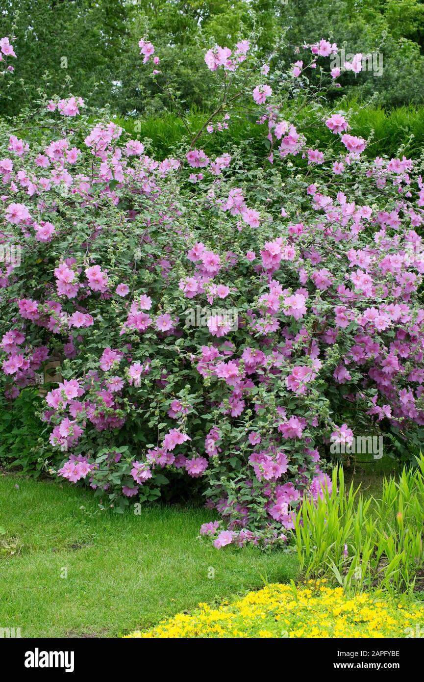 Tree mallow (Lavatera sp) 'Kew Rose' in bloom Stock Photo - Alamy