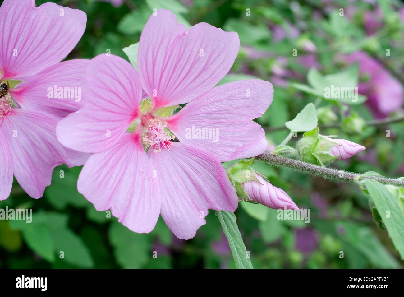 Tree mallow (Lavatera sp) 'Kew Rose', flowers Stock Photo - Alamy