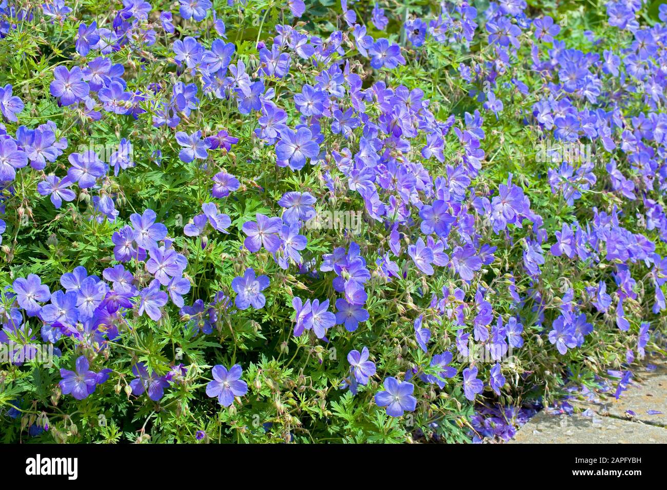 Geranium Sp High Resolution Stock Photography and Images - Alamy