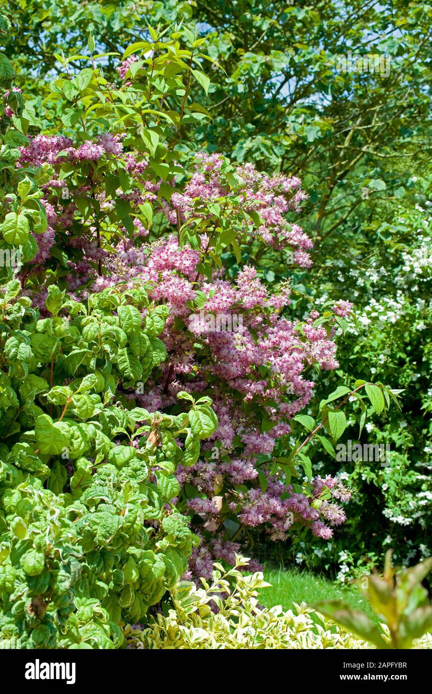 Deutzia magnifica rubra hi-res stock photography and images - Alamy