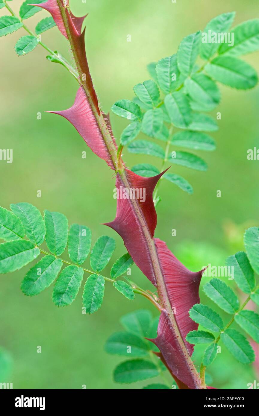Thorns of silky rose (Rosa sericea ssp. Pteracantha) in spring Stock ...