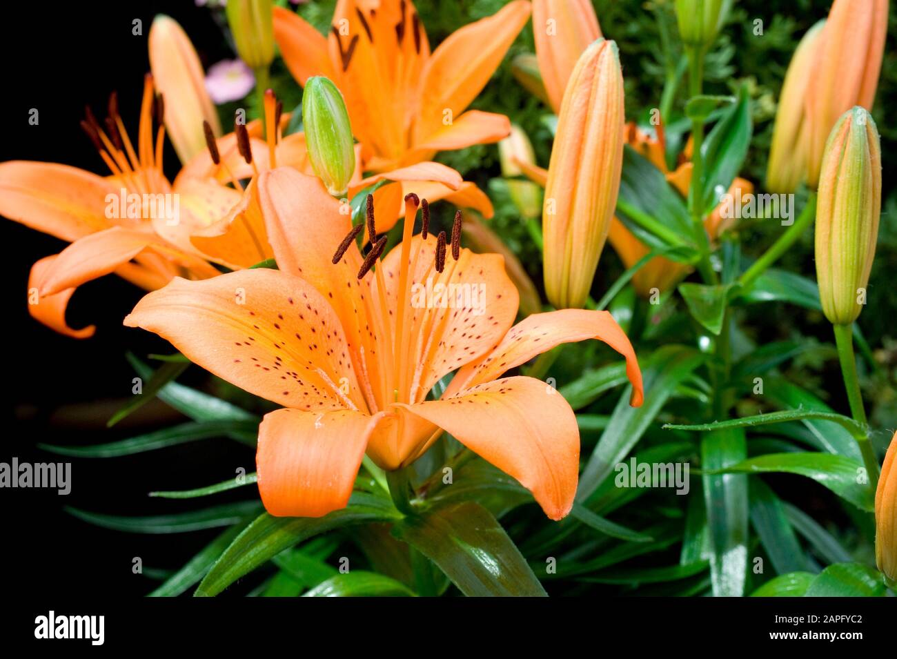 Lily (Lilium sp) 'Harmony' flowers Stock Photo - Alamy