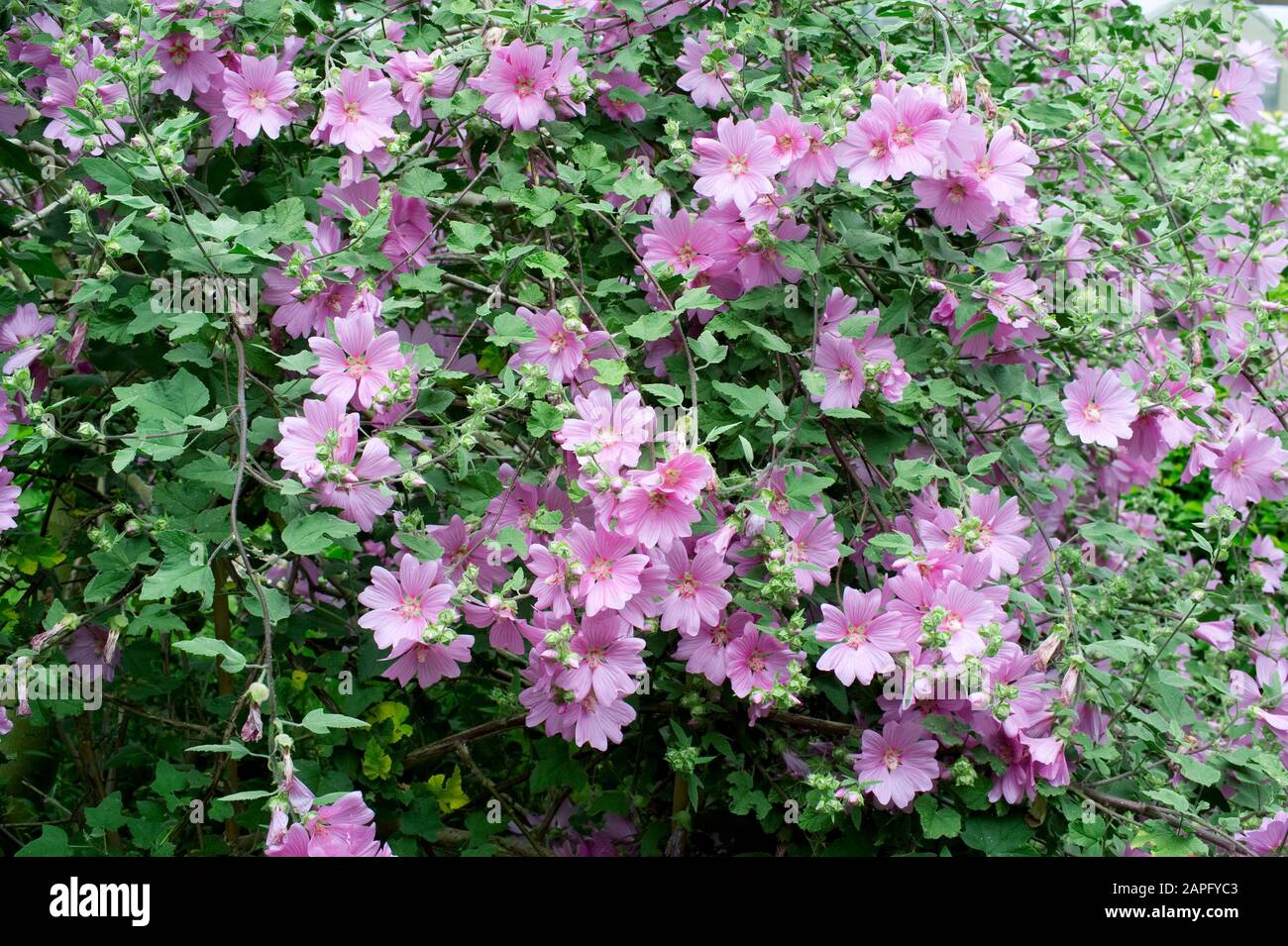 Tree mallow (Lavatera sp) 'Kew Rose' in bloom Stock Photo - Alamy