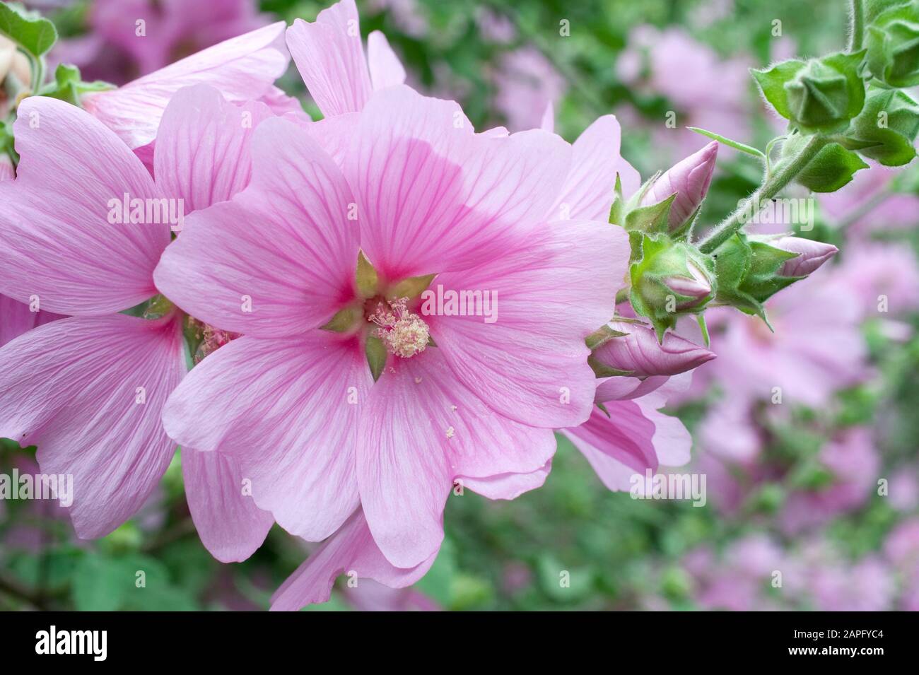 Tree mallow (Lavatera sp) 'Kew Rose', flowers Stock Photo - Alamy