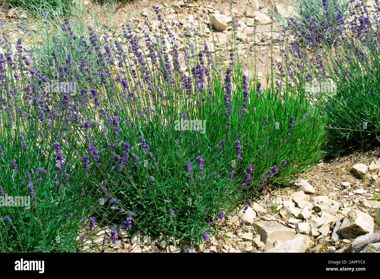 Fine Lavender (Lavandula angustifolia) in bloom Stock Photo - Alamy