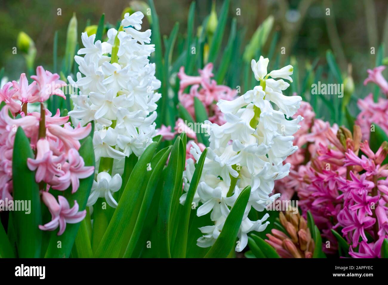 Hyacinth (Hyacinthus sp) in bloom Stock Photo - Alamy