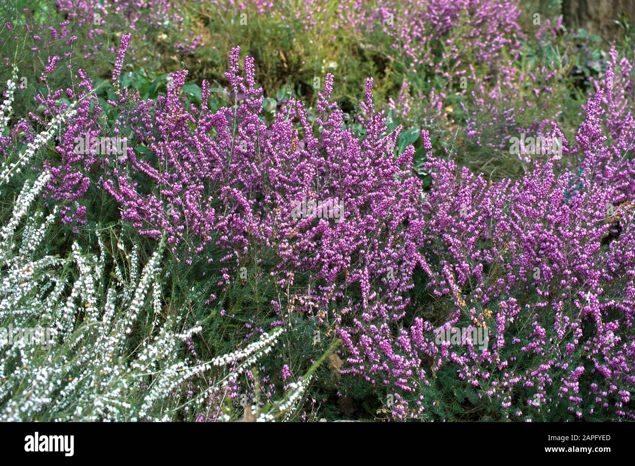 Hybrid heather (Erica carnea x darleyensis) 'Furzey' in bloom in winter ...