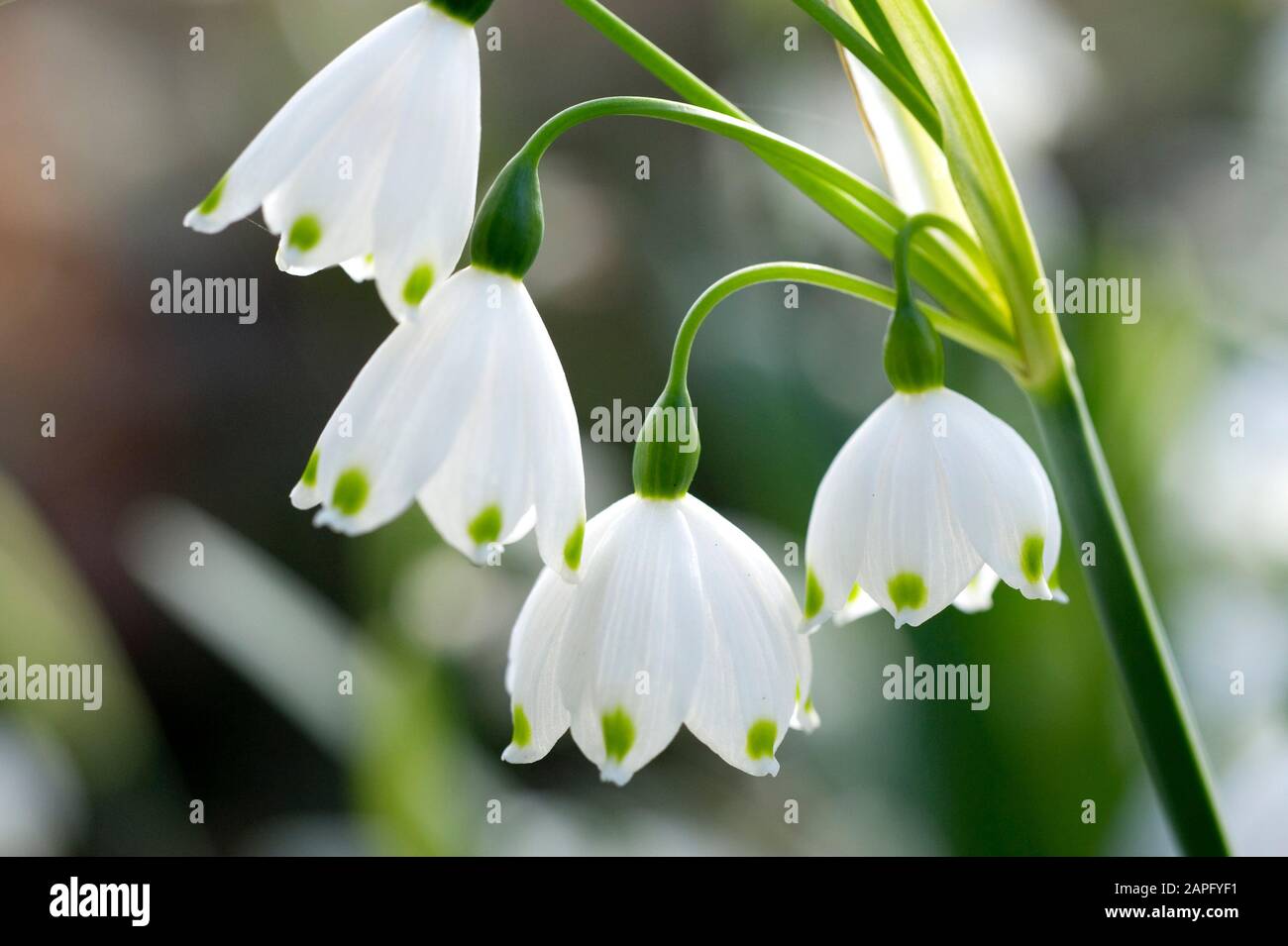 Leucojum hi-res stock photography and images - Alamy