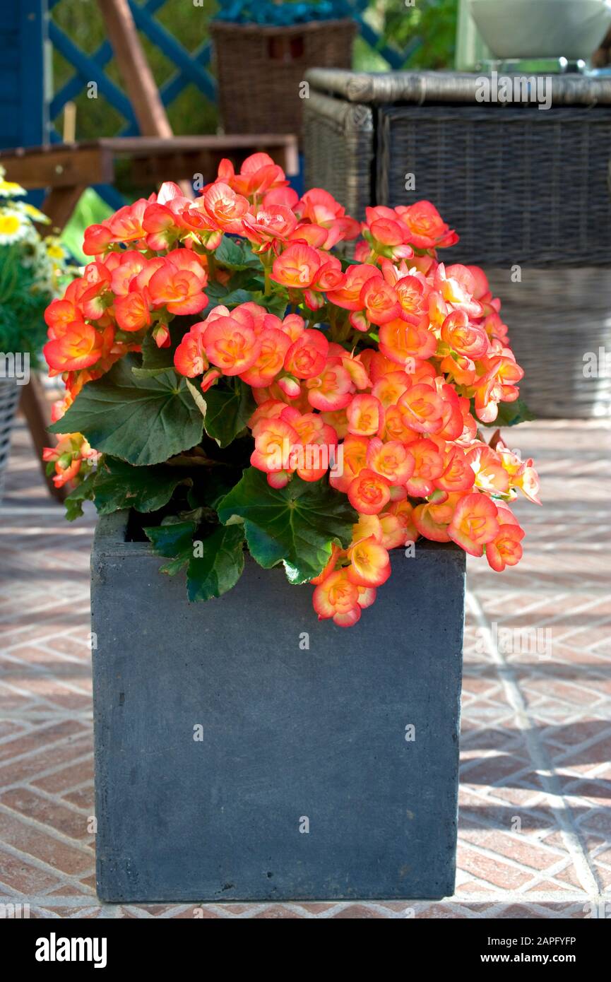 Flowered balcony : Begonia (Begonia sp) in spring Stock Photo - Alamy