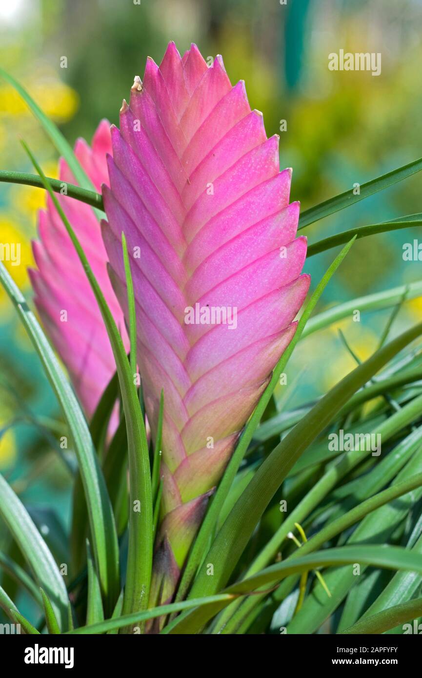 Pink Quill (Tillandsia cyanea) inflorescence Stock Photo - Alamy
