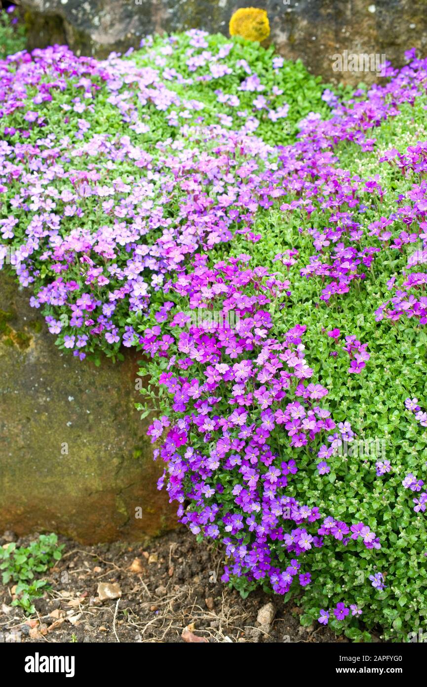 Aubrieta hi-res stock photography and images - Alamy