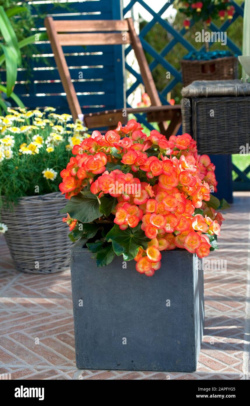 Begonia hi-res stock photography and images - Alamy