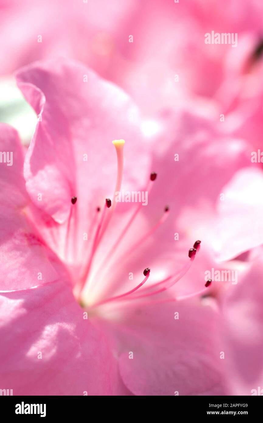 Azalea (Rhododendron sp) stamen Stock Photo - Alamy