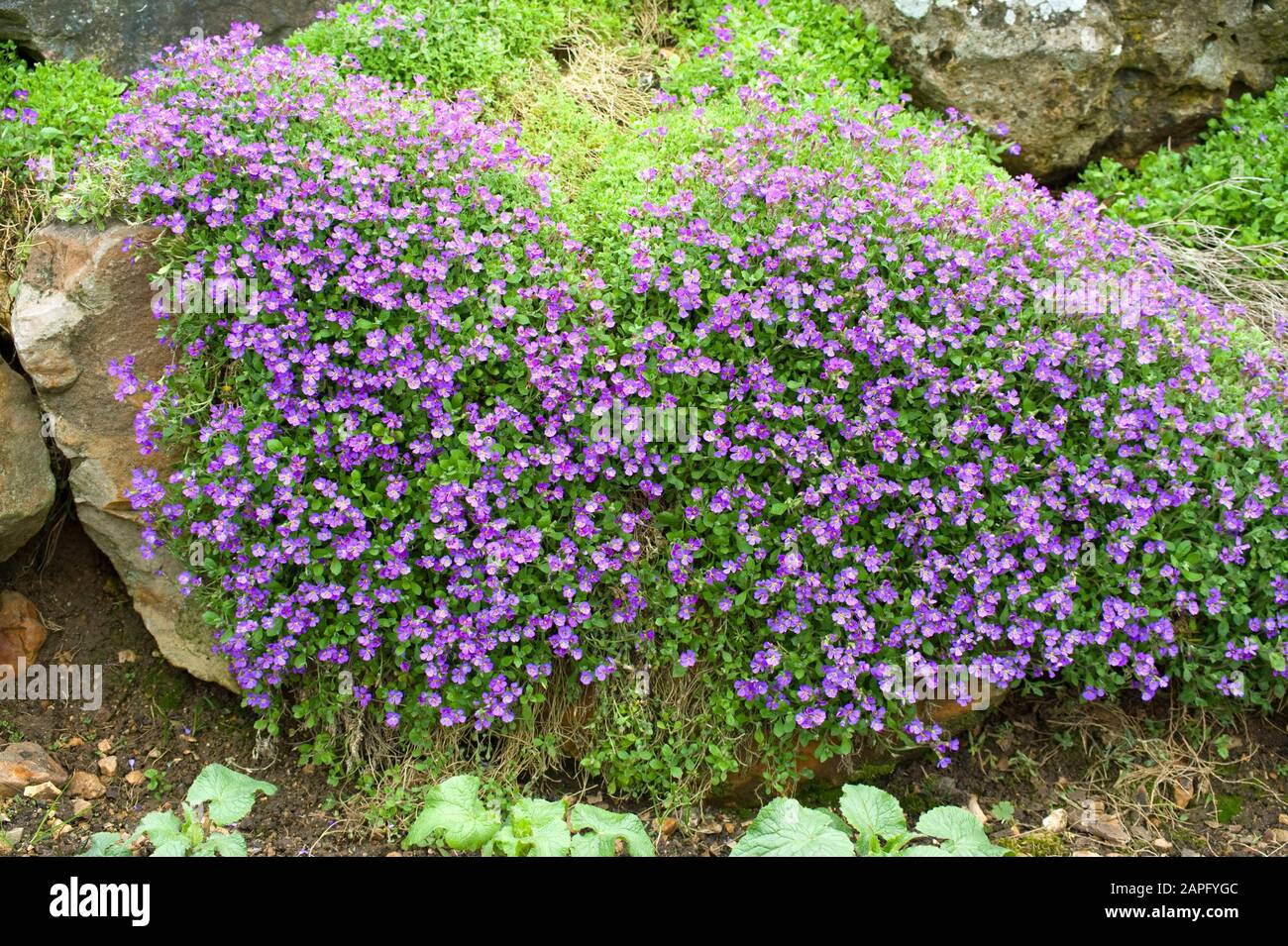 Aubrieta hi-res stock photography and images - Alamy