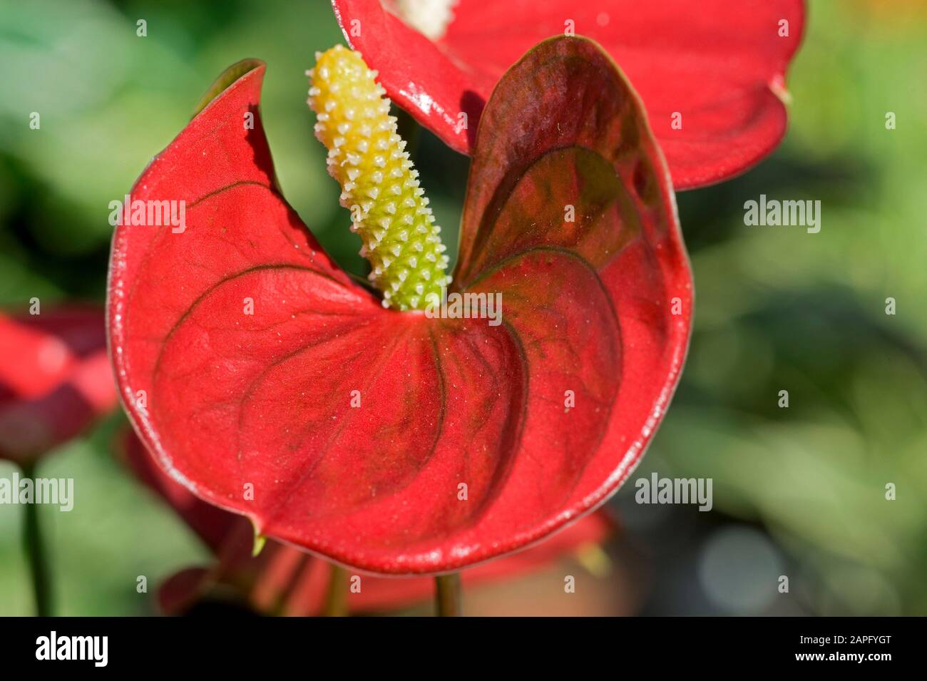 Anthurium (Anthurium sp Stock Photo - Alamy