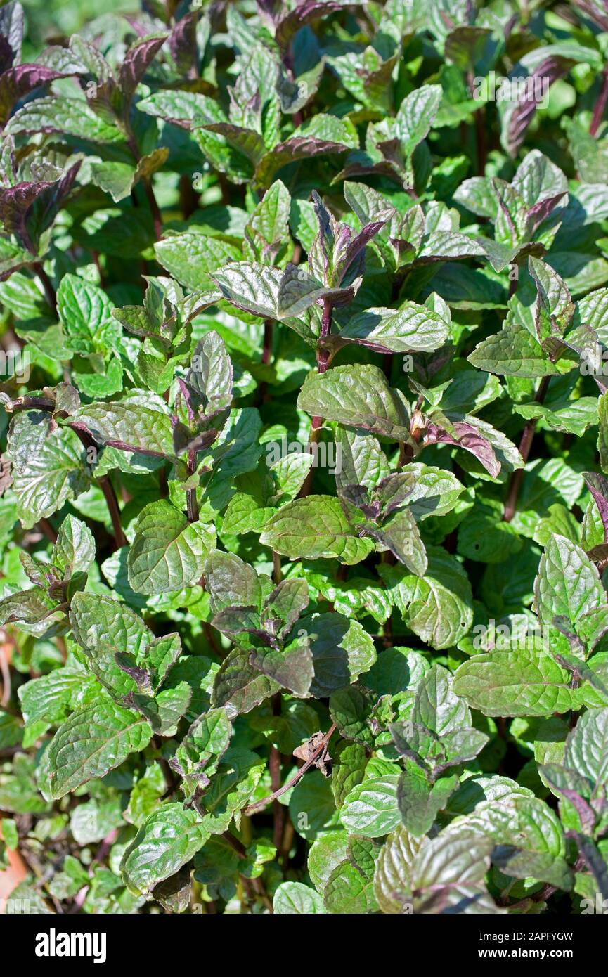 Mint (Mentha sp) 'Bergamote' Stock Photo - Alamy