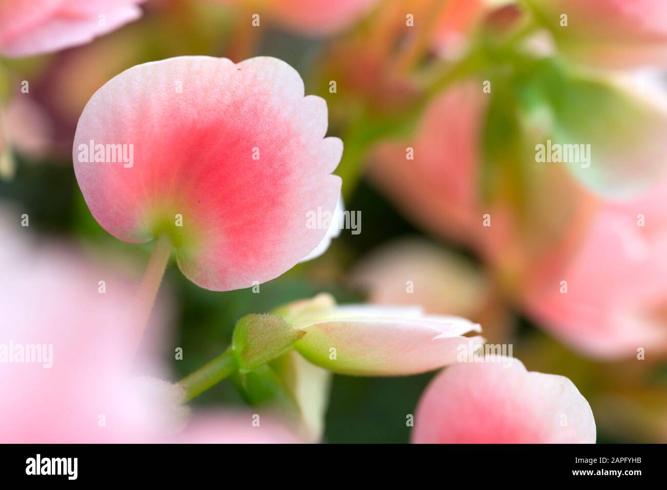 Begonia (Begonia sp) flowers Stock Photo - Alamy