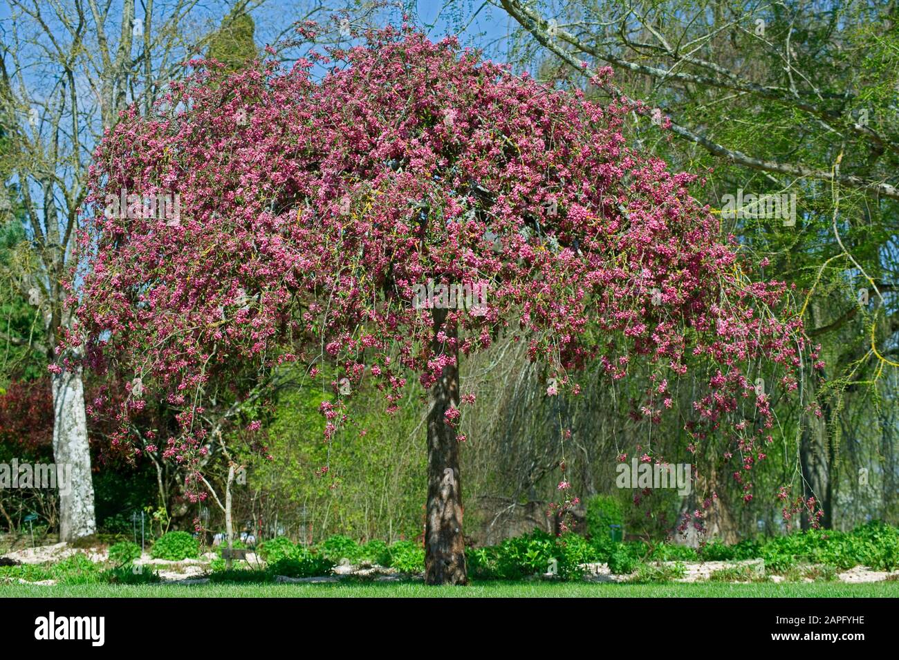 Flowering apple tree (Malus pumila) in bloom in spring Stock Photo - Alamy