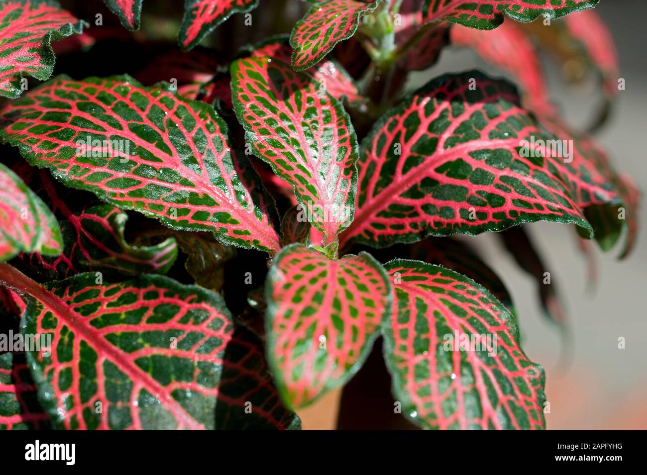 Fittonia (Fittonia sp) 'Forest Flame' Stock Photo - Alamy