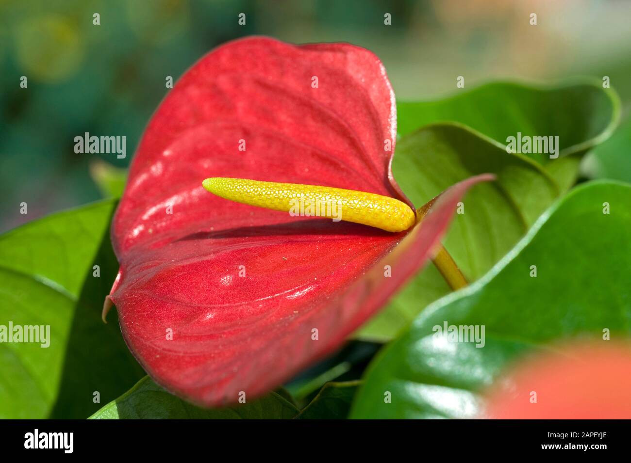 Anthurium (Anthurium sp Stock Photo - Alamy