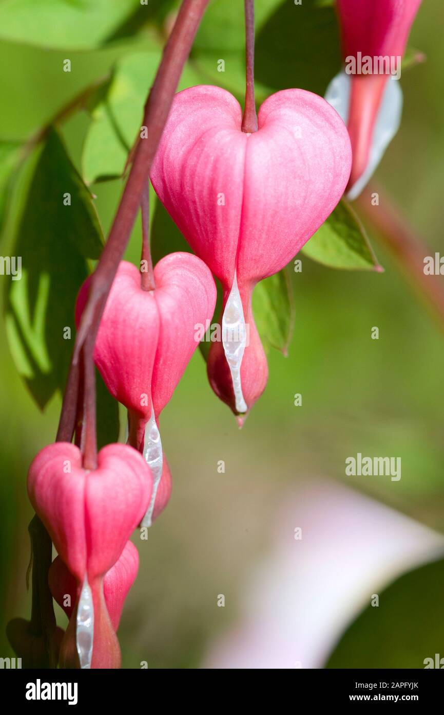 Spectabilis hi-res stock photography and images - Alamy