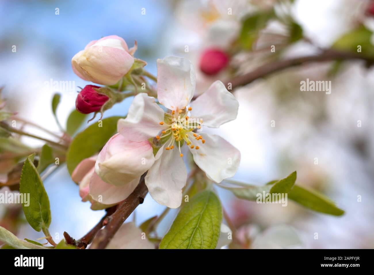 Flowering apple tree (Malus pumila), flowers in spring Stock Photo - Alamy