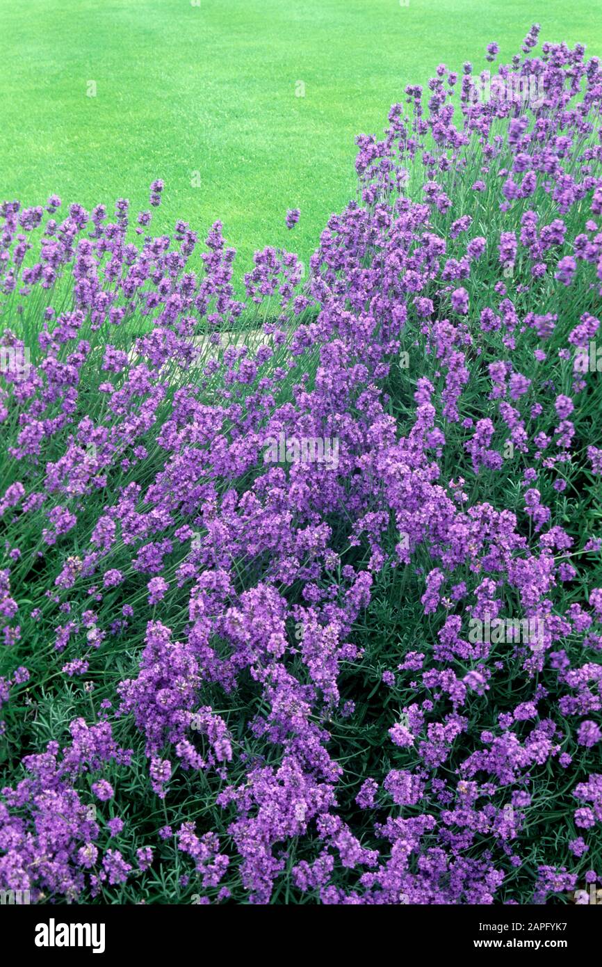Fine Lavender (Lavandula angustifolia) in bloom Stock Photo - Alamy