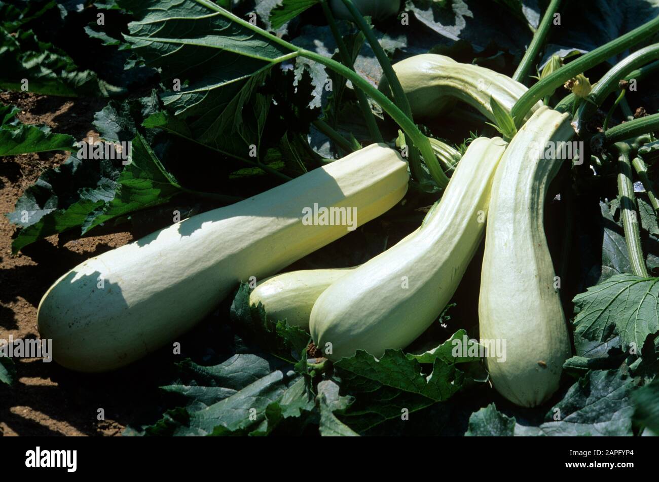 White squash (Cucurbita pepo), Vegetable in the garden Stock Photo - Alamy