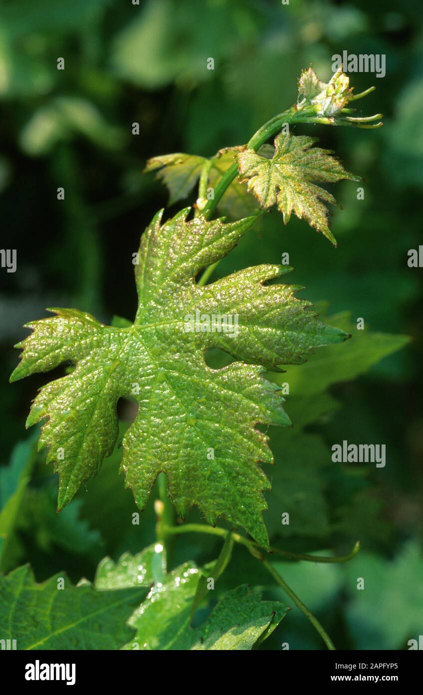 Young vine leaves (Vitis vinifera Stock Photo - Alamy