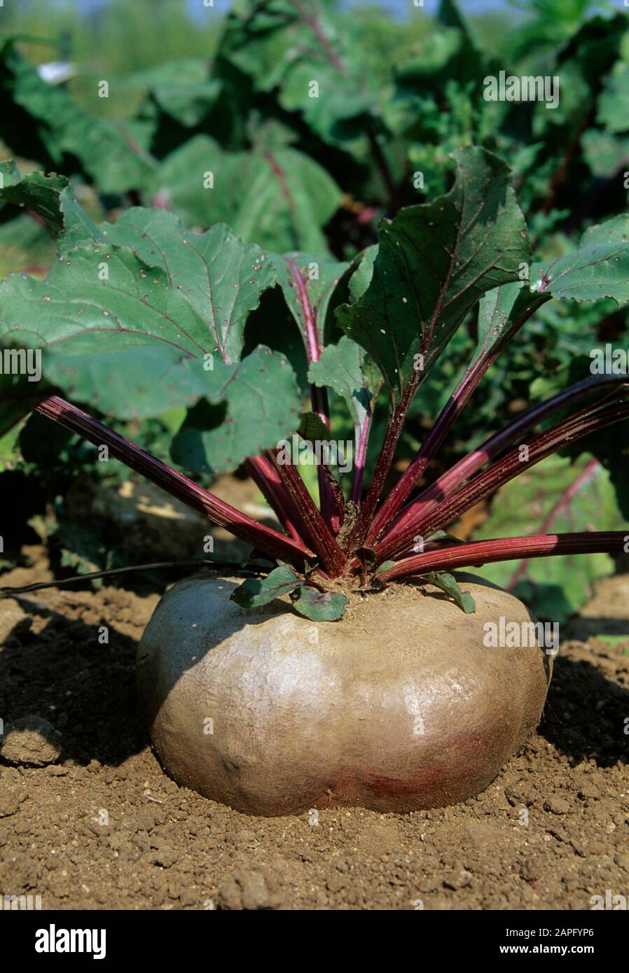 Beta vulgaris rubra hi-res stock photography and images - Alamy