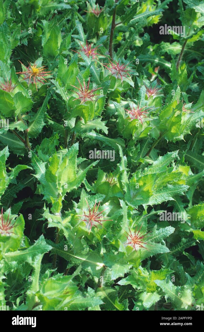 Holy Thistle (Cnicus benedictus Stock Photo - Alamy