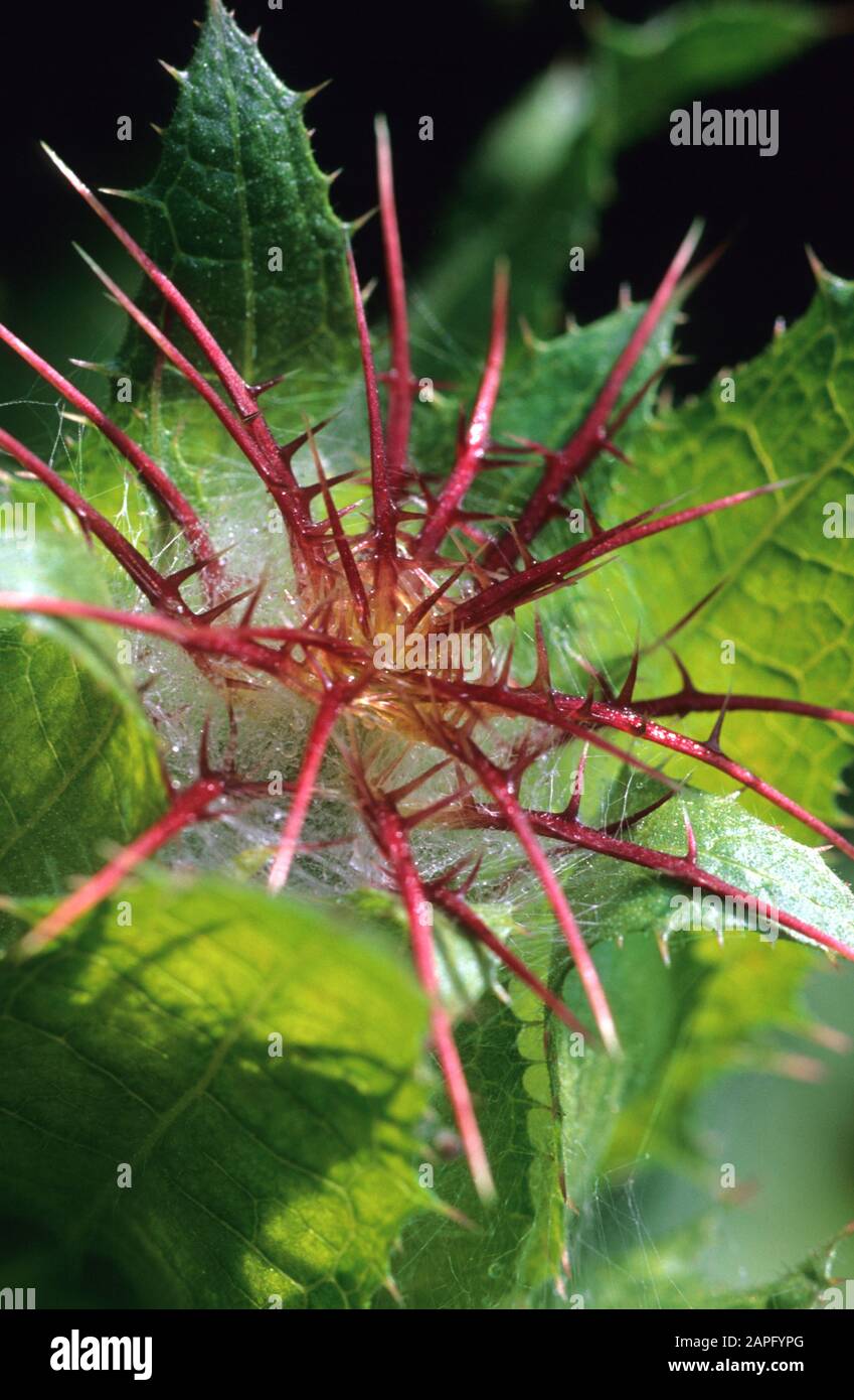 Holy Thistle High Resolution Stock Photography and Images - Alamy