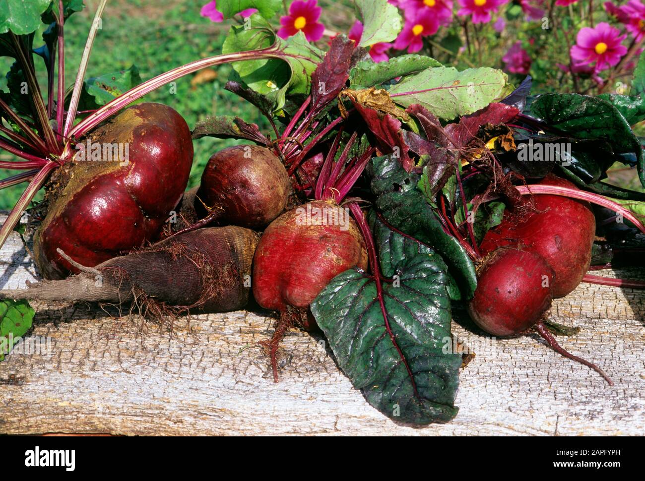 Red beet (Beta vulgaris), vegetables in autumn Stock Photo - Alamy