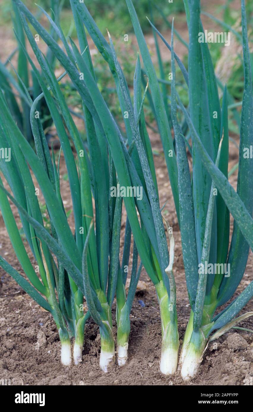 Welsh onion (Allium fistulosum Stock Photo - Alamy