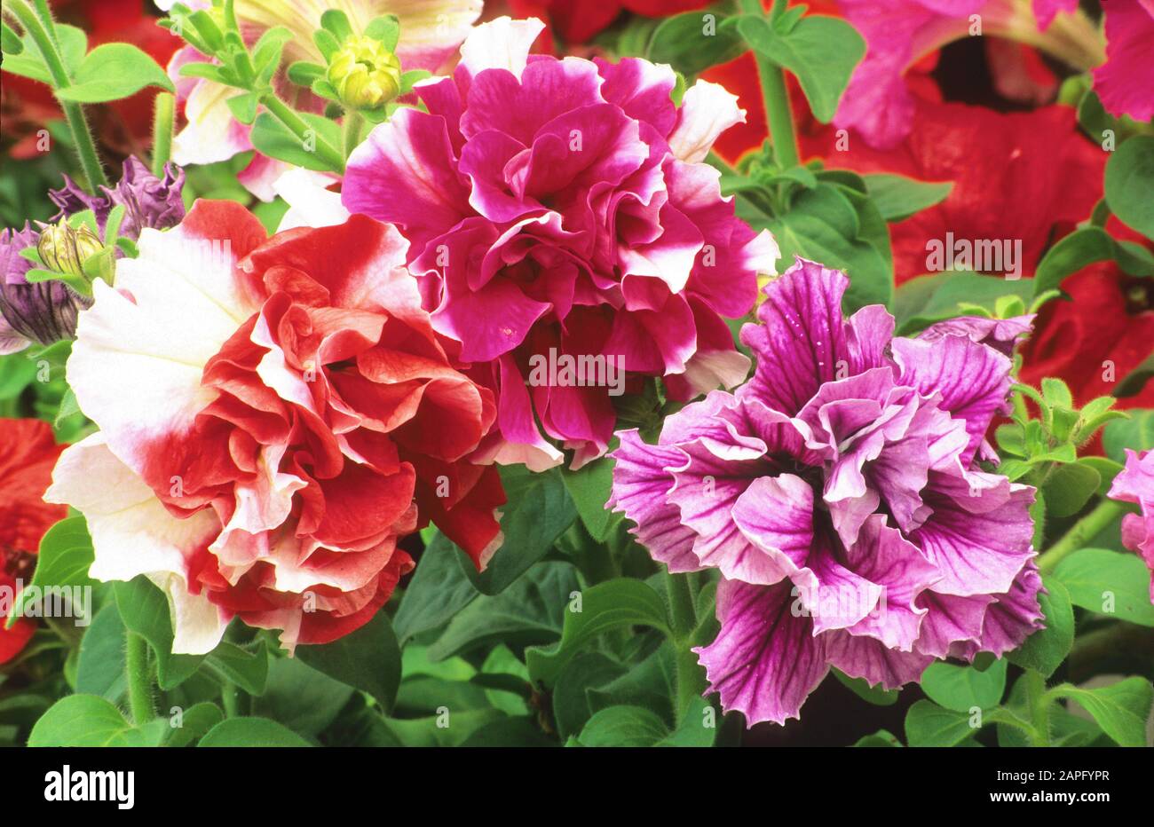 Petunia hybrid with double flowers Stock Photo - Alamy
