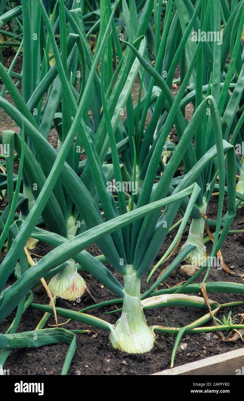 Allium cepa hi-res stock photography and images - Alamy
