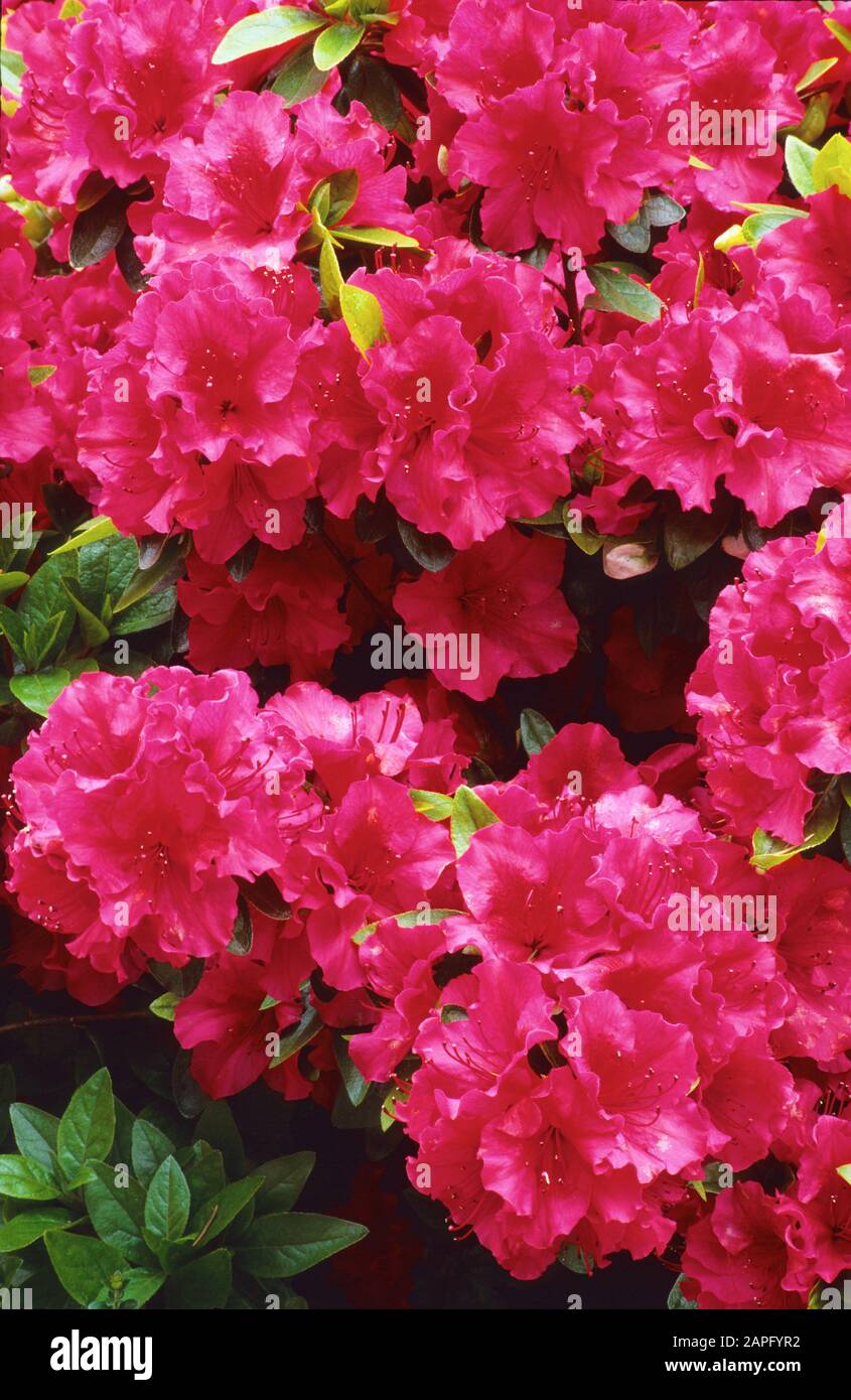 Japanese Azalea (Azalea japonica) 'Vuyk's Scarlet' Stock Photo - Alamy