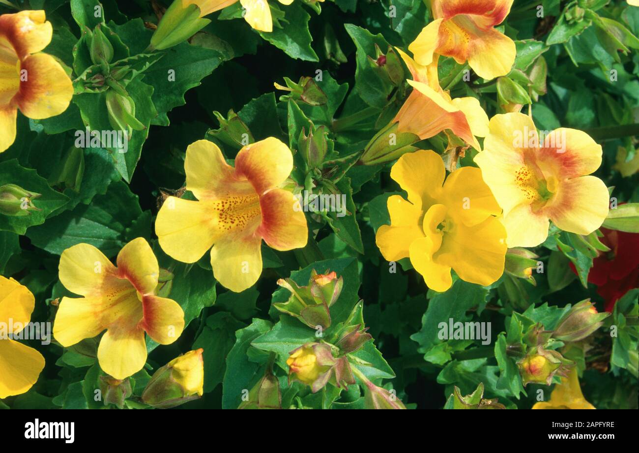 Monkey Musk (Mimulus luteus) 'Magic Mix' Stock Photo - Alamy