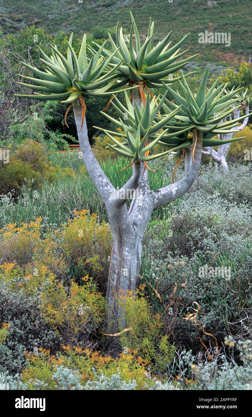 Krantz Aloe (Aloe arborescens Stock Photo - Alamy