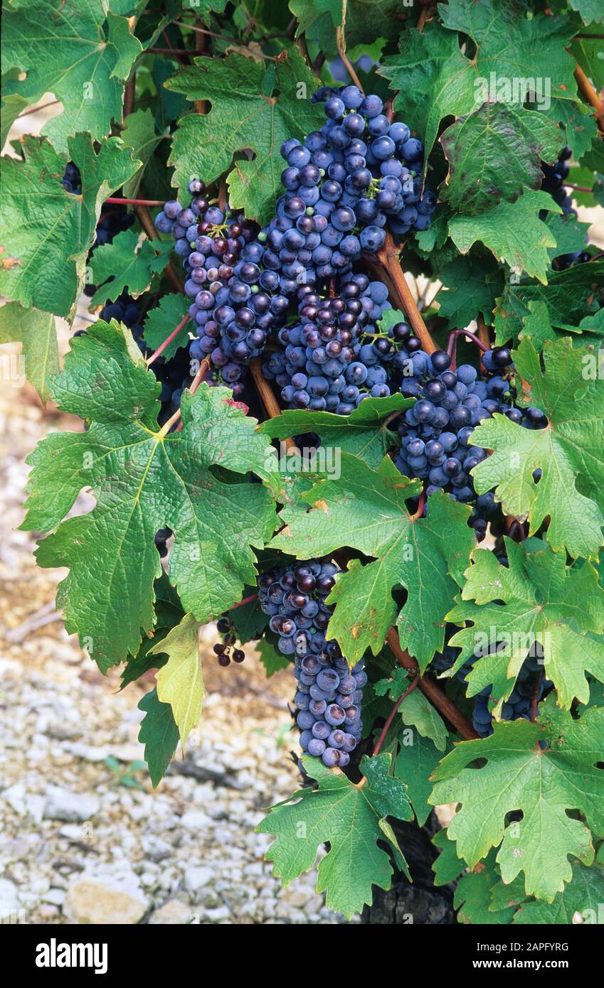Vitis Vinifera Vinifera High Resolution Stock Photography and Images - Alamy