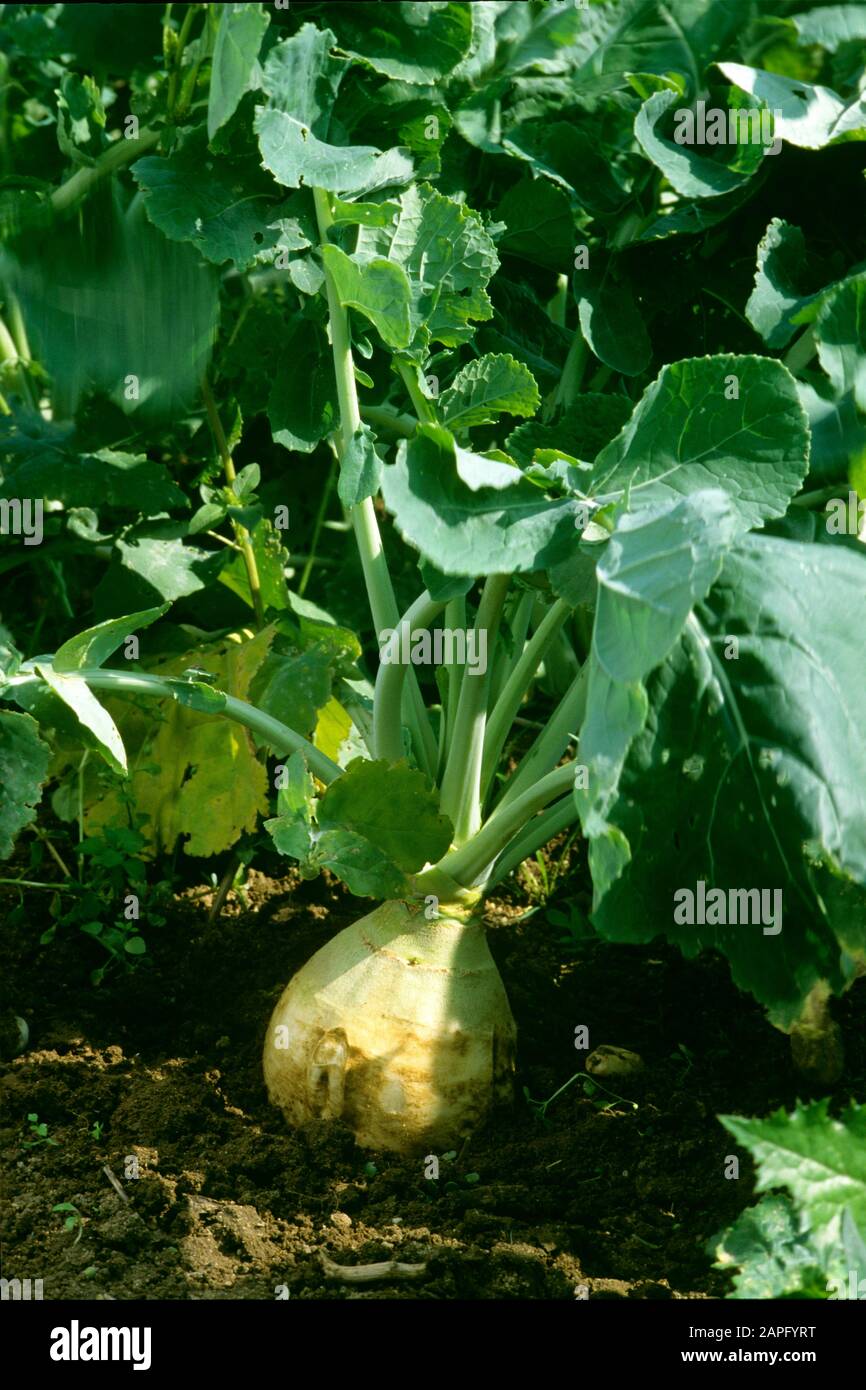 Rutabaga with red collar 'Champion', syn. Cabbage (Brassica napus var ...