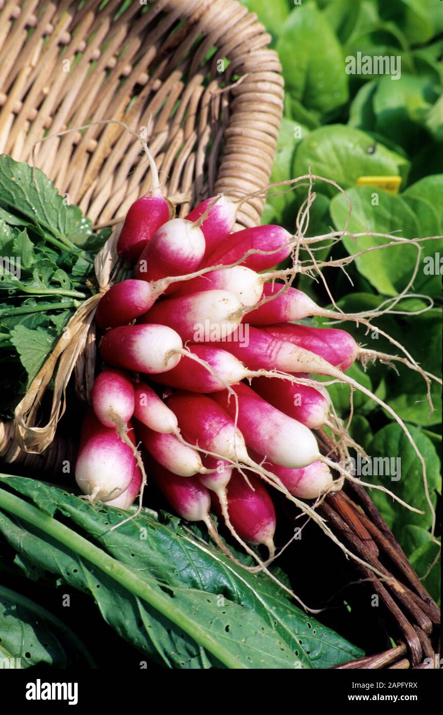 Bunch of Radish 1/2 long 18 Days (Raphanus sativus) in a basket Stock ...