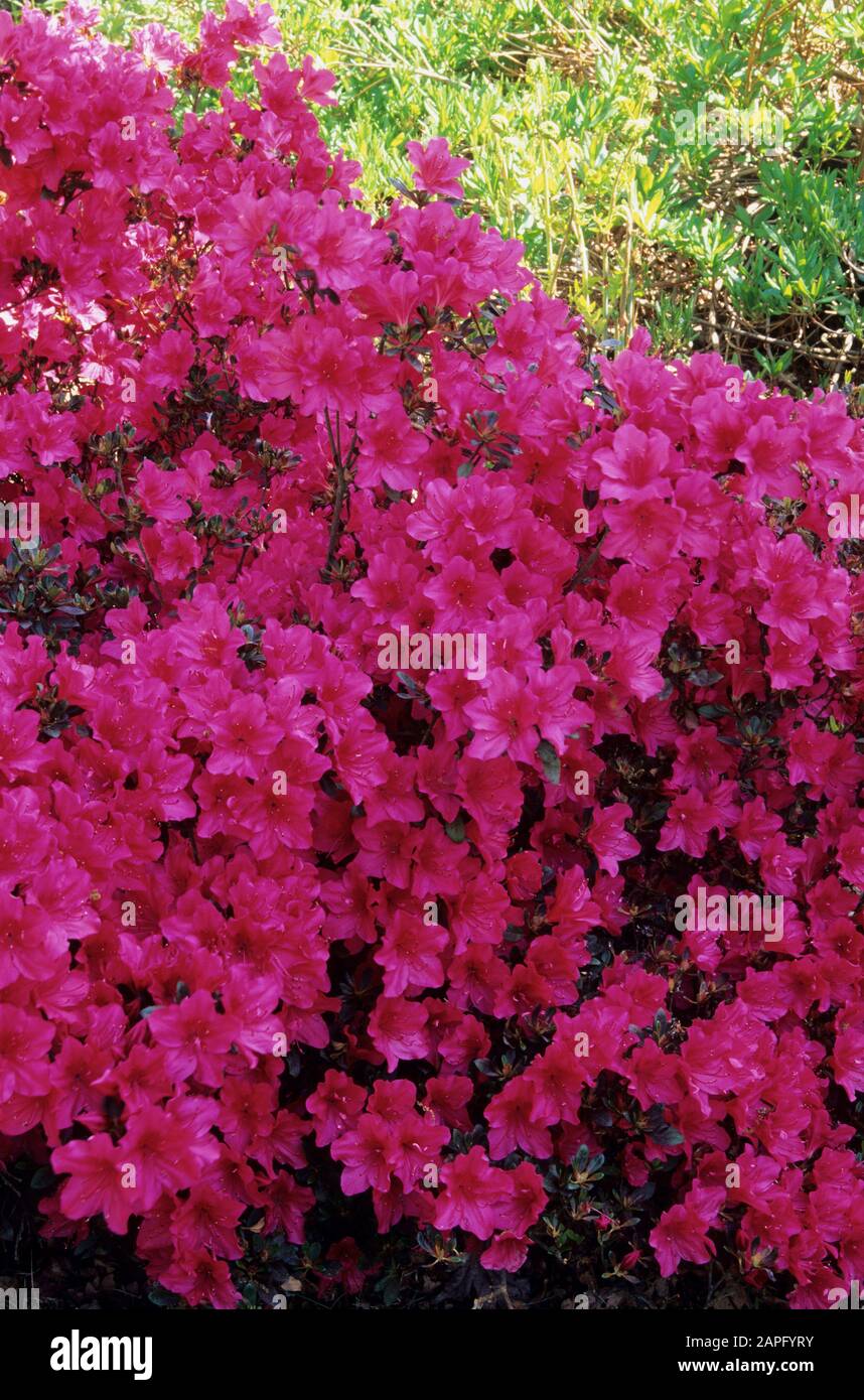 Azalea (Rhododendron japonicum) 'Nico' in spring Stock Photo - Alamy