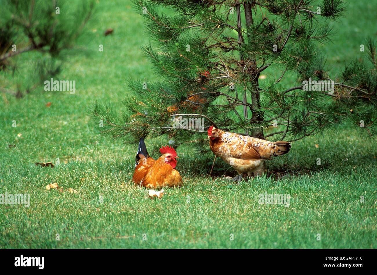Hen and rooster (Gallus gallus) in the grass Stock Photo - Alamy