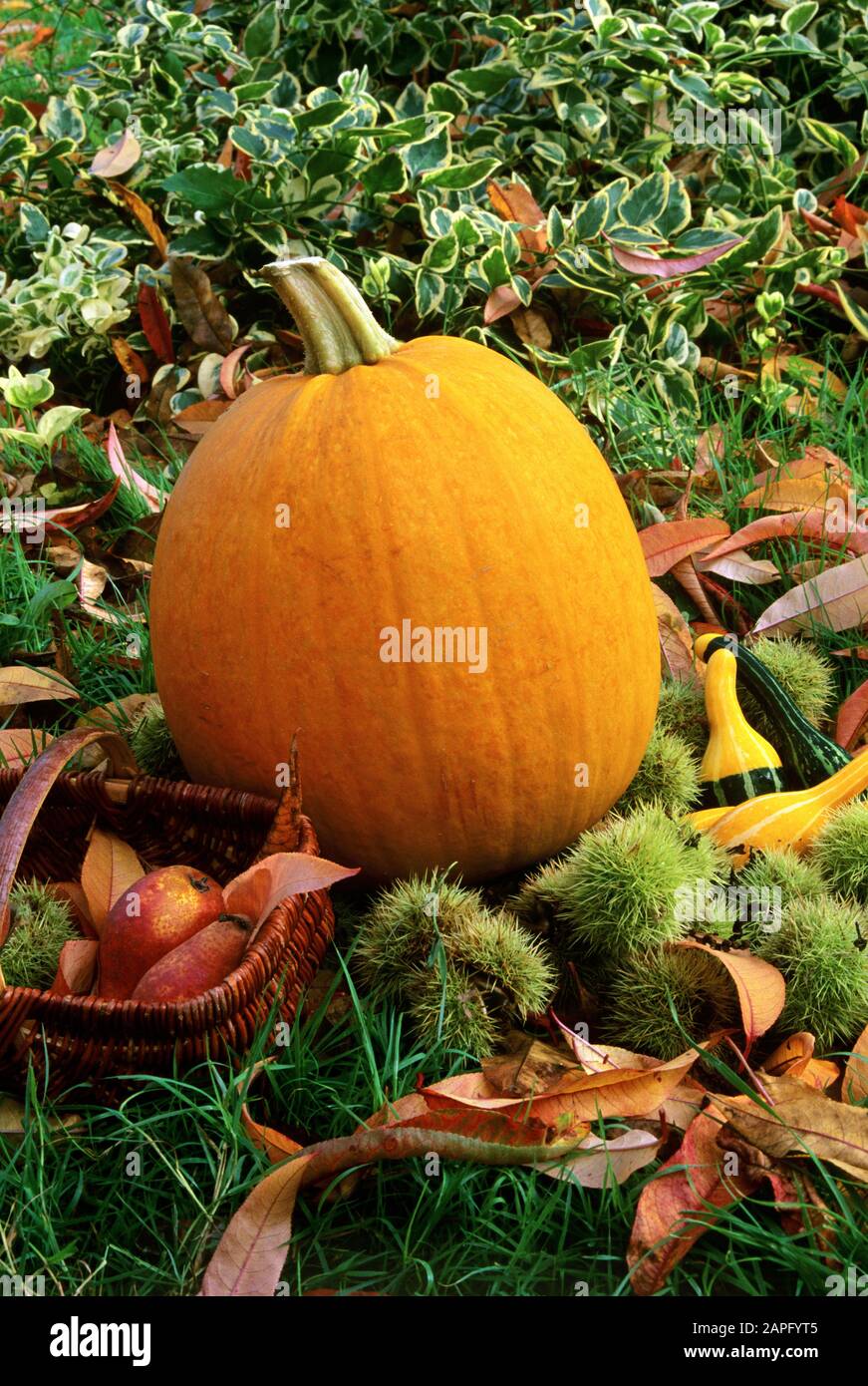 Halloween squash (Cucurbita pepo) 'Jack O' Lantern ' Stock Photo - Alamy