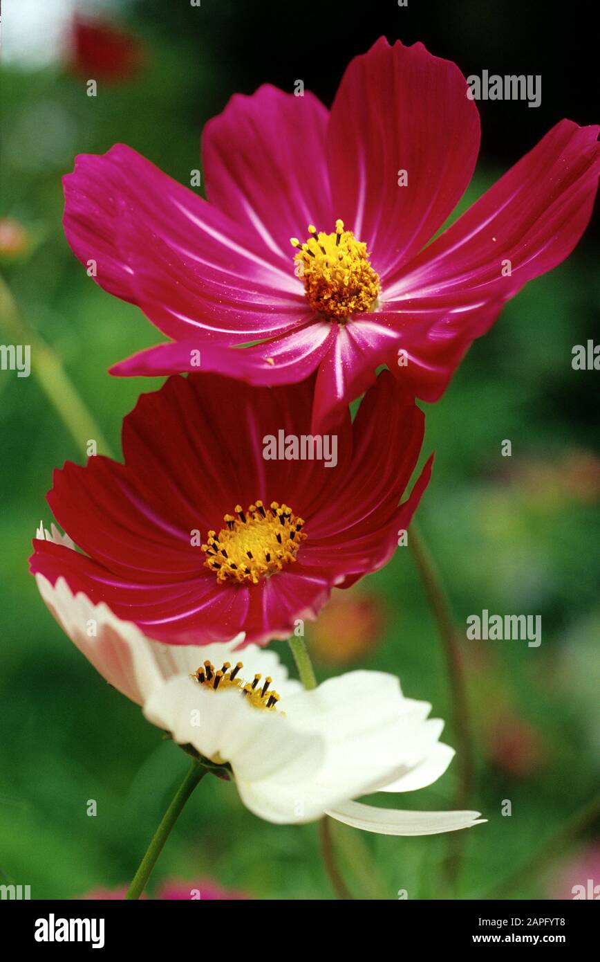 Cosmos (Cosmos sp) flowers Stock Photo - Alamy