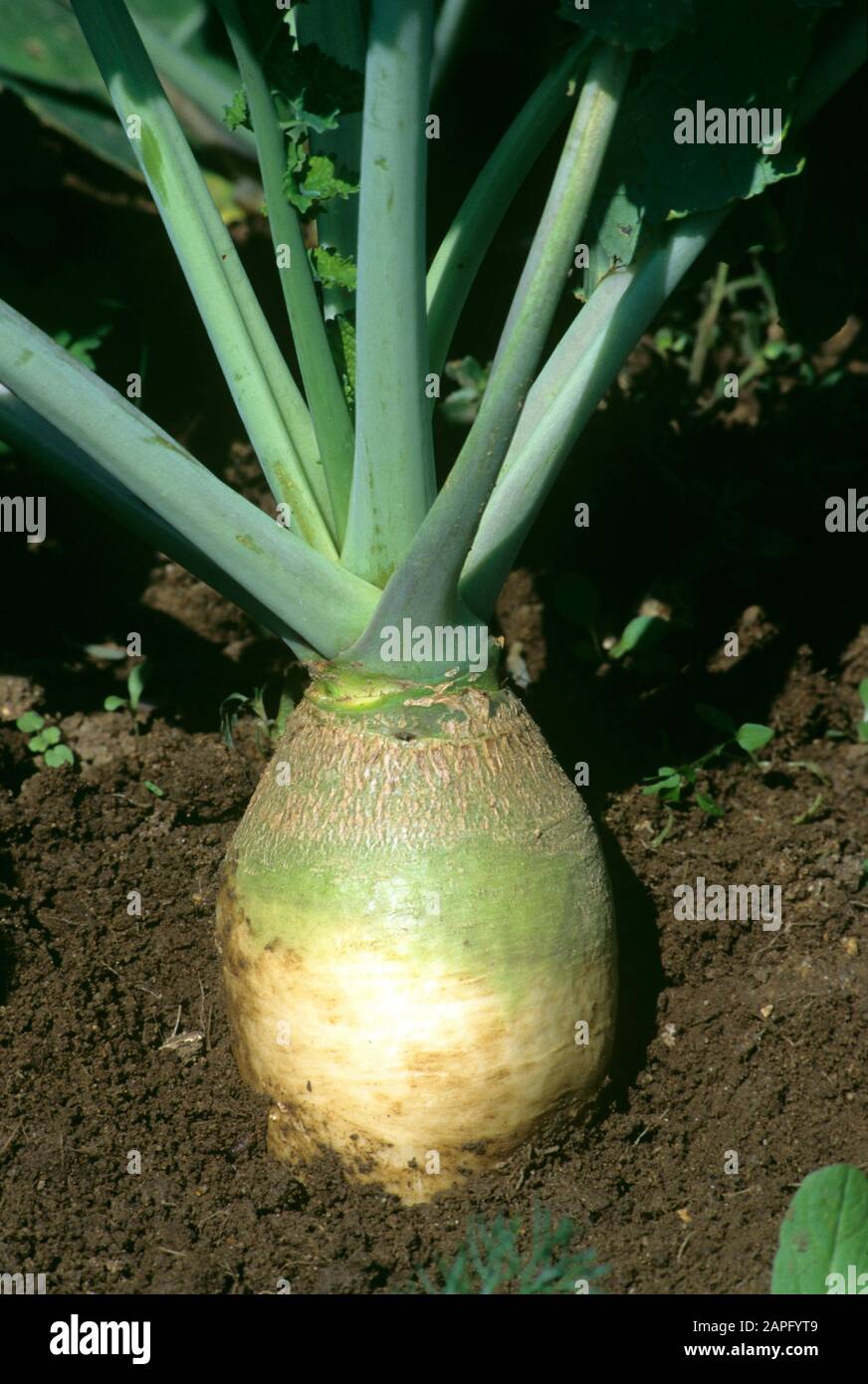 Rutabaga with red collar 'Champion', syn. Cabbage (Brassica napus var ...
