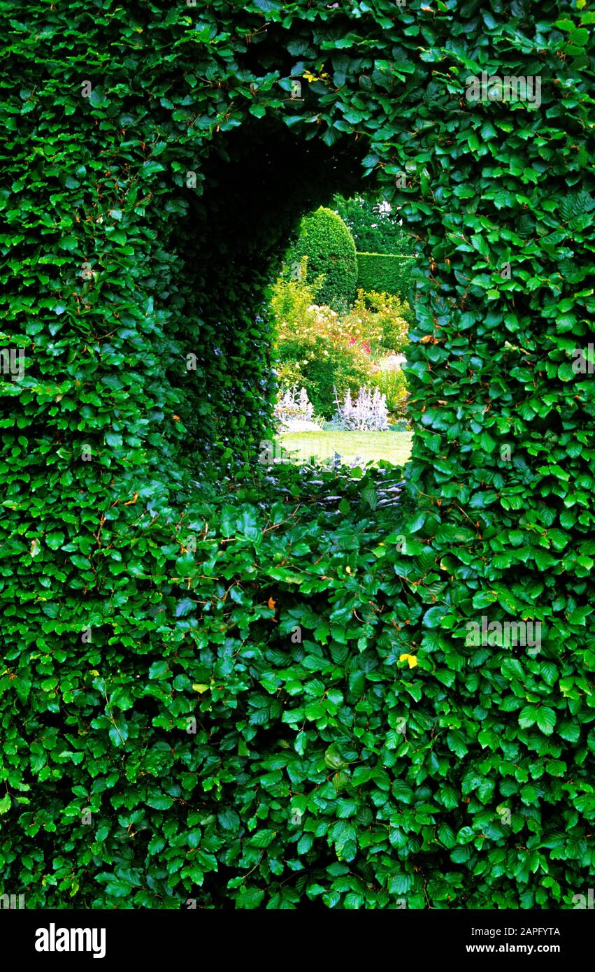 Small window cut in a beech hedge (Fagus sylvatica). Leith Hall ...