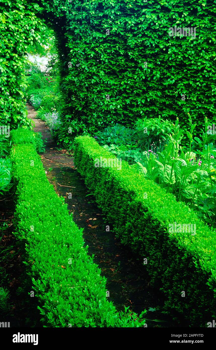 Buxus hedge hi-res stock photography and images - Alamy