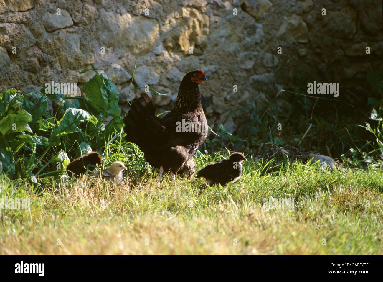 Hen and chicks (Gallus gallus) in the garden Stock Photo - Alamy